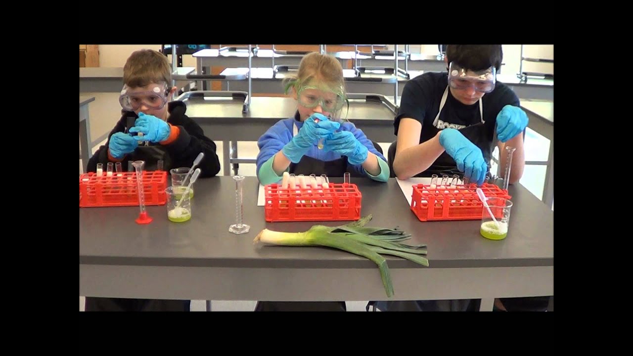 Catalase Lab (day 1)