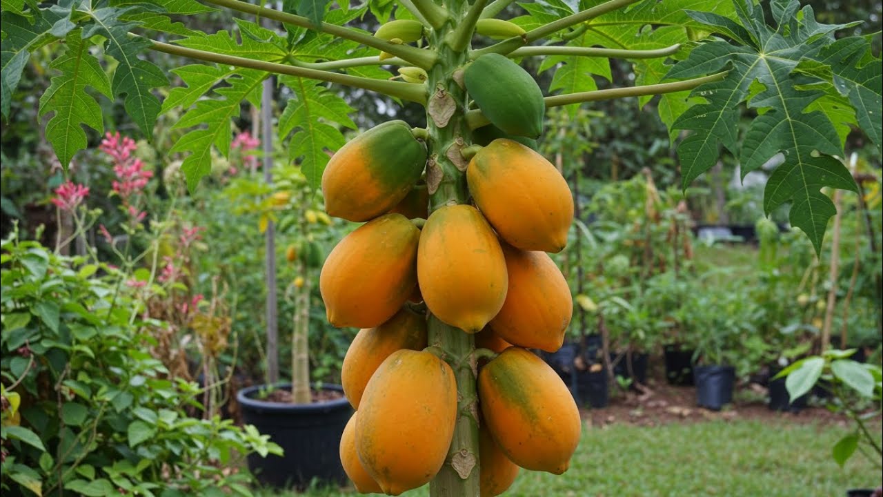 Grow Papaya Trees in Pots: A Step-by-Step Guide!