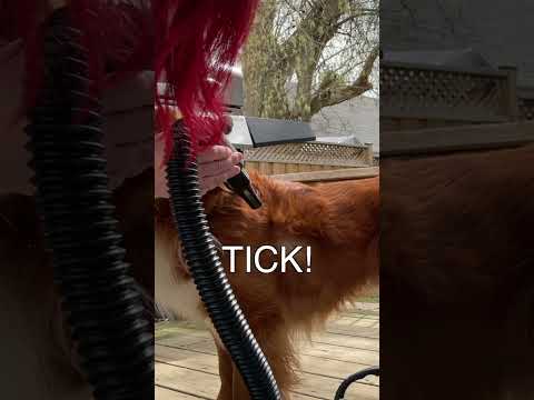 Find Ticks FAST With THIS Tool! 😳