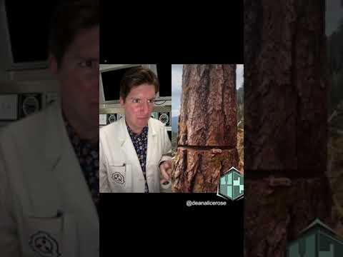 That tree has to SCREAM #scp4521 #drsherman #site42 #scp