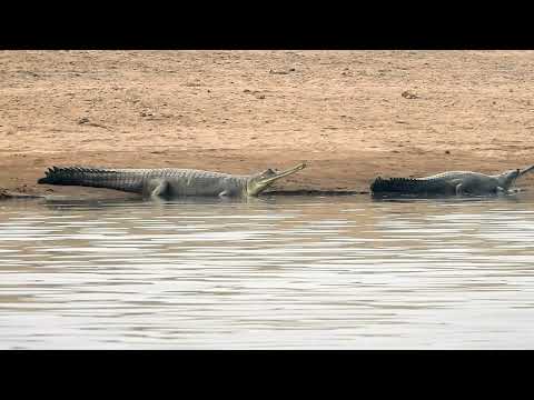 The Last Refuge of the Gharial in National Chambal Sanctuary