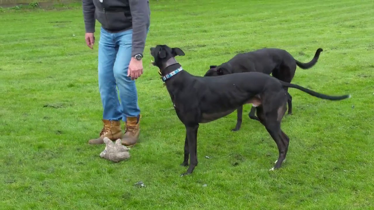 Home | Kent Greyhound Rescue
