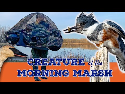 CREATURE OF THE MORNING MARSH | The PhotoNaturalist