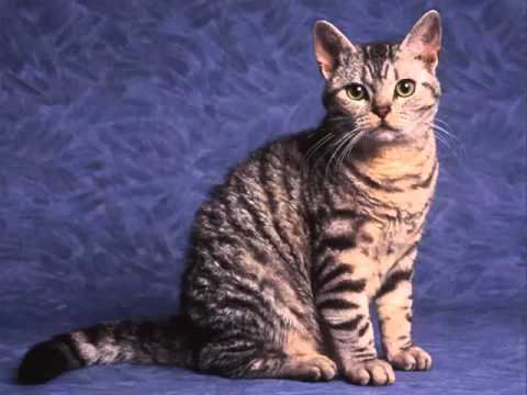 American Wirehair | Set Of Cat Breed Pictures
