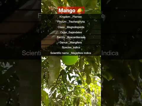 Biological classification of Mango 🥭