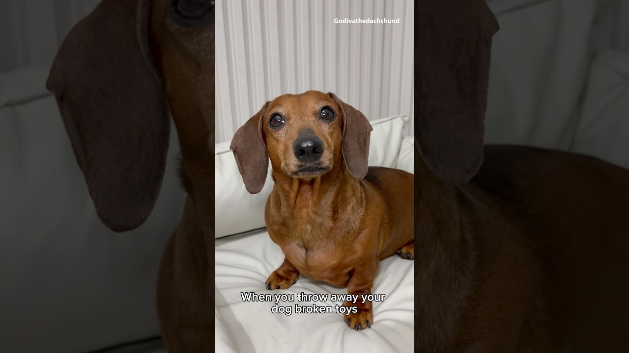 You throw away her toy #dogs #dog