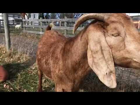 Virtual visit with the animals of The Barn Sanctuary in Chelsea, Michigan