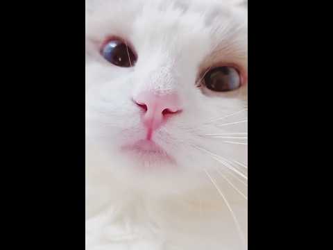Hey one in Million Love cat cute #short #ytshort #cat