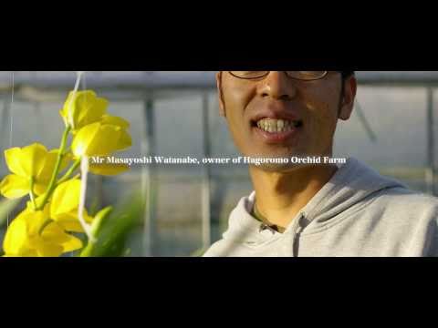 BJTV - Vol.11 A Scene of Japanese Cymbidium Cut Flower Production