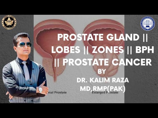 Understanding the Prostate Gland: Anatomy, Functions, and Health ...