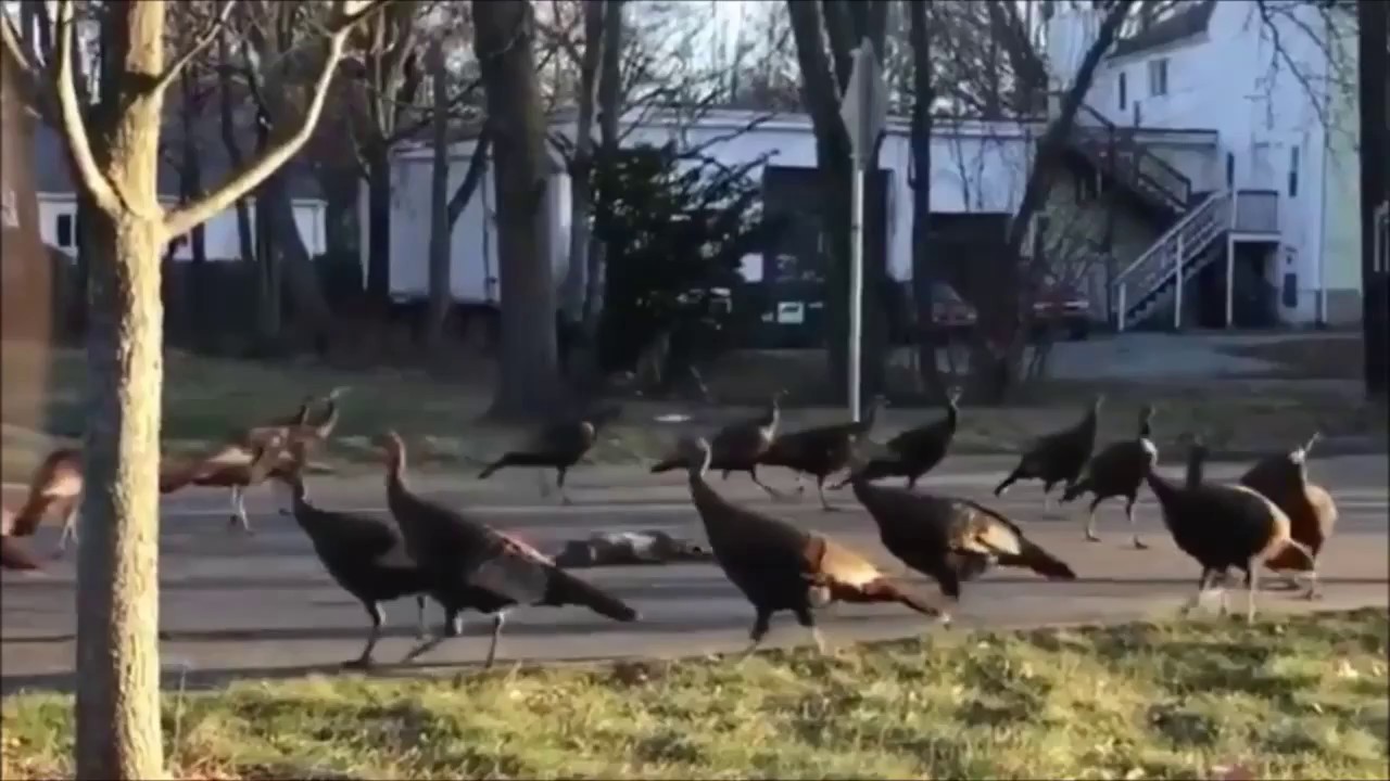 Turkey Cult