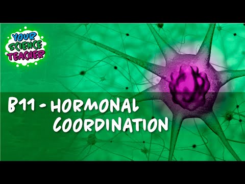 AQA GCSE 9-1 - B11 HORMONAL COORDINATION