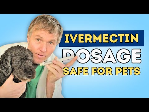 Ivermectin for Cancer in Dogs: Doses and Regimens