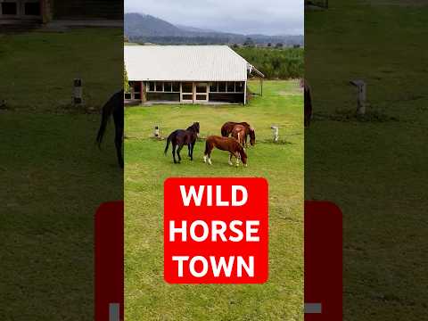 Itās a town filled with wild horses!
