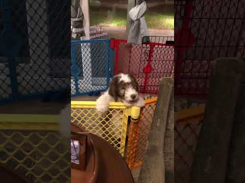Recreating our first video (Happy one year) | Khira the Aussiedoodle #dog #puppy #oneyearanniversary