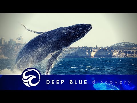 This is what we know about why whales breach