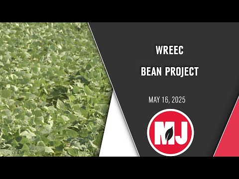 WCREEC | Field Pea Research | May 16, 2025