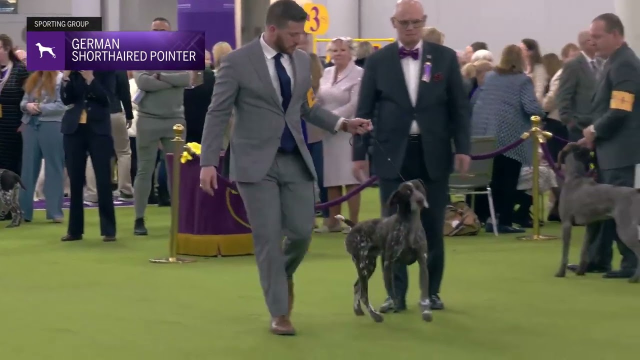 German Shorthaired Pointer | Breed Judging 2025