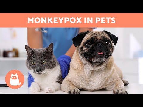 MONKEYPOX in DOGS and CATS πΆπ±β οΈ (Symptoms, Contagion and Treatment)
