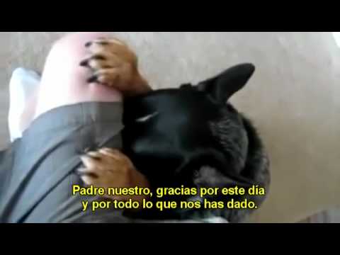 Perro que Ora | De Guate pal Mundo