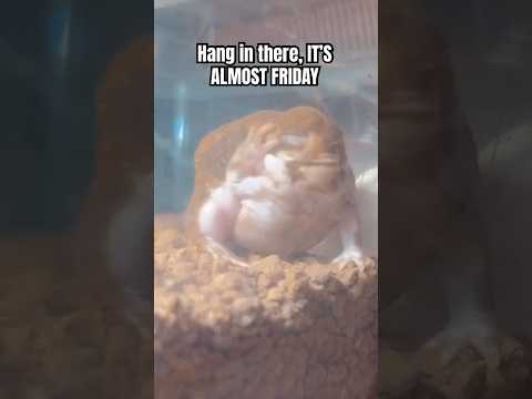 FROGGY reminding yโall to hang in there ๐ธ #shorts #meme #viral #frog #trending #animals #pets