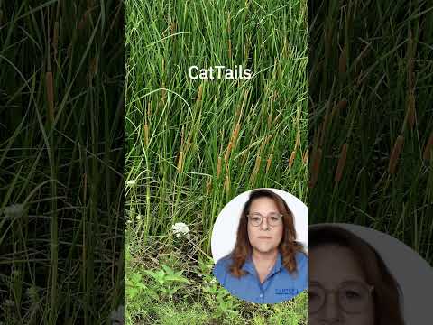🌿 Meet the Wetland Warriors: Cattails! 💧