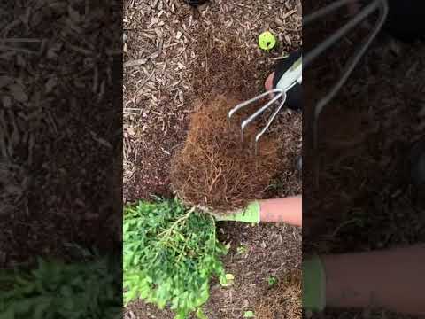 Root Preparation at Planting - Boxwood