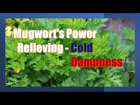 Harnessing Mugwort's Power: Relieving Cold & Dampness