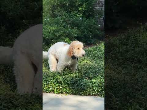 Dog needs a cinnamon roll #puppy