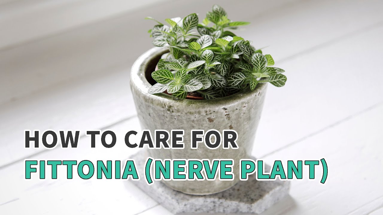 How to care for Fittonia Nerve Plant #fittonia #plantcare #plants #houseplants