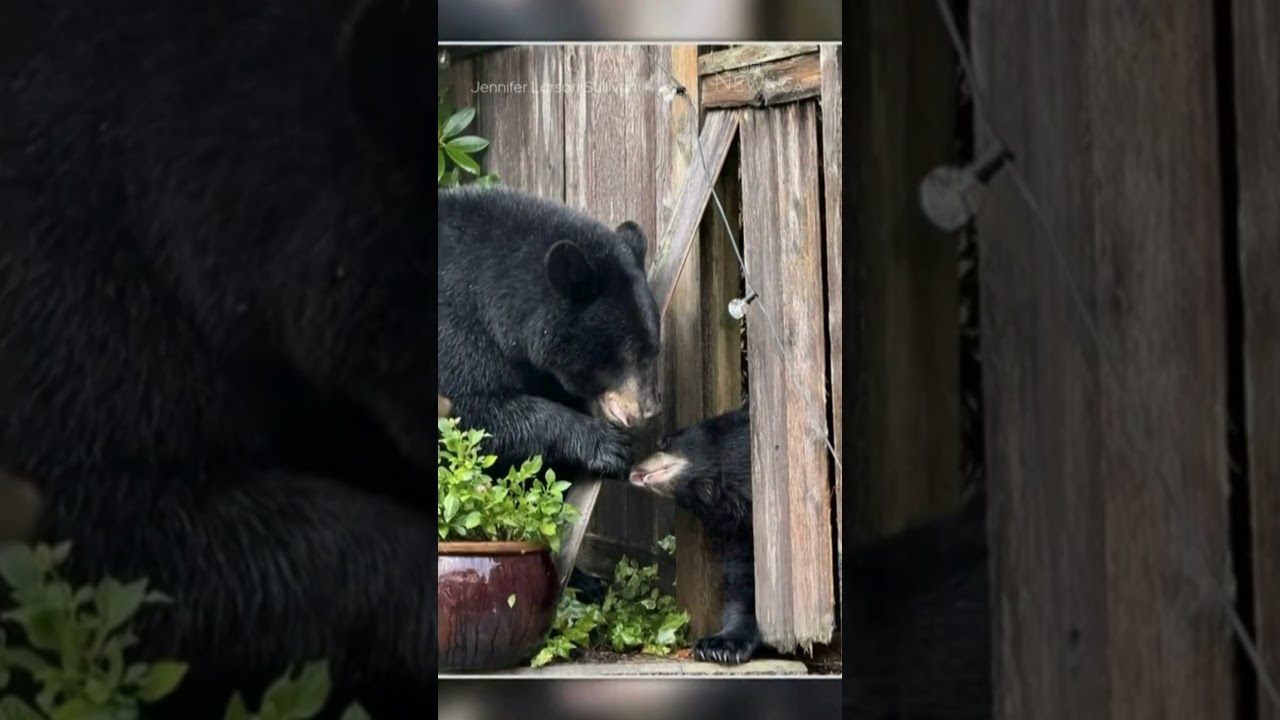 Bears make mess of B.C. woman's yard