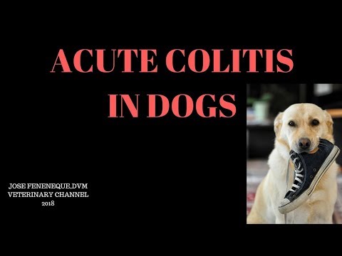 Georgia Veterinarian Explains: Acute Colitis In Dogs