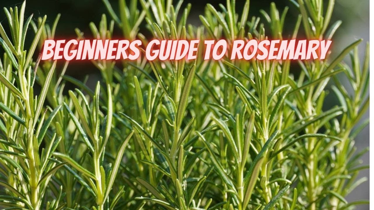 How to Grow Rosemary, In the Ground or Containers || DHBG