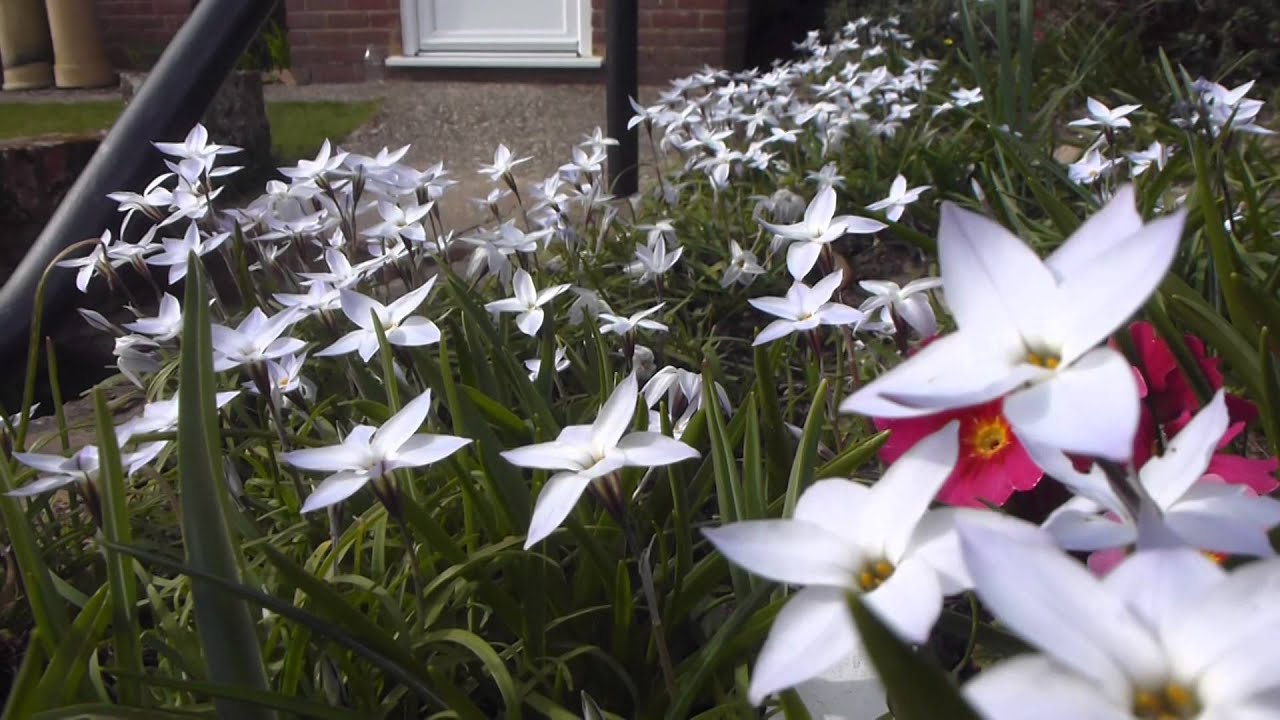 Starflower - Ipheion uniflorum  - Wisley Blue  - Sunnudagsblóm -  Stjörnulaukur  -  Sumarblóm