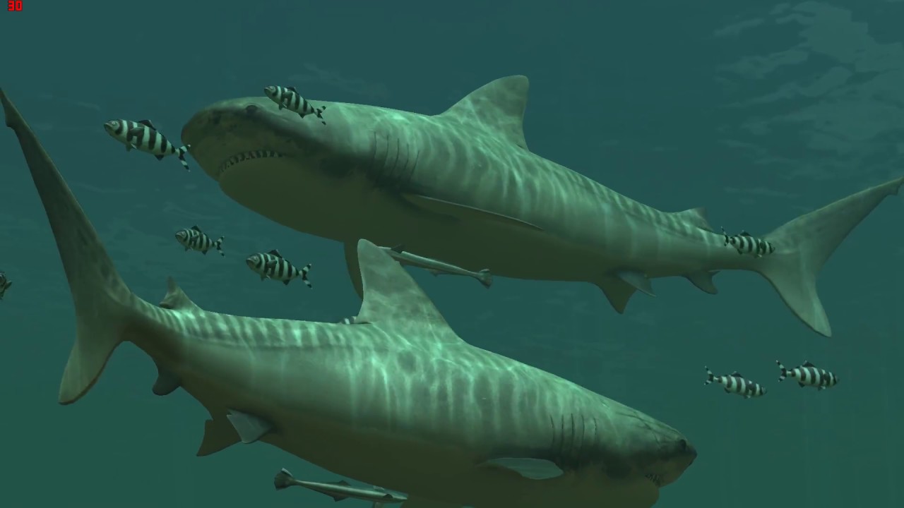 Живые обои для рабочего стола.(Tiger Sharks 3D Wallpaper)Live Wallpapers for your desktop.