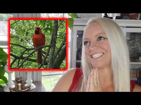 Spiritual Meaning of the Cardinal Bird | Messages from Animal Spirit