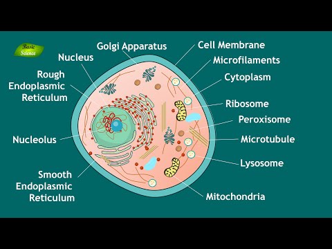Animal Cell Structure and Function | Notes | Eukaryotic Cell | Basic Science Series