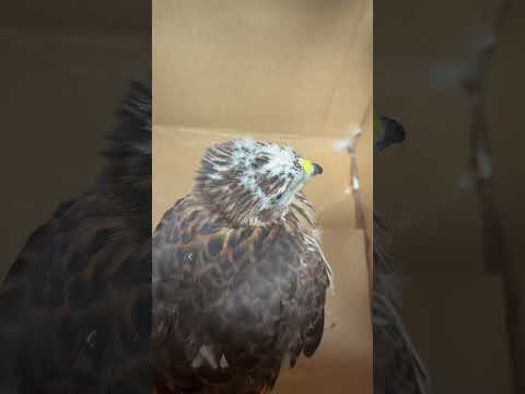 Busy day of rescue with a baby hawk and a pigeon :) #animalrescue