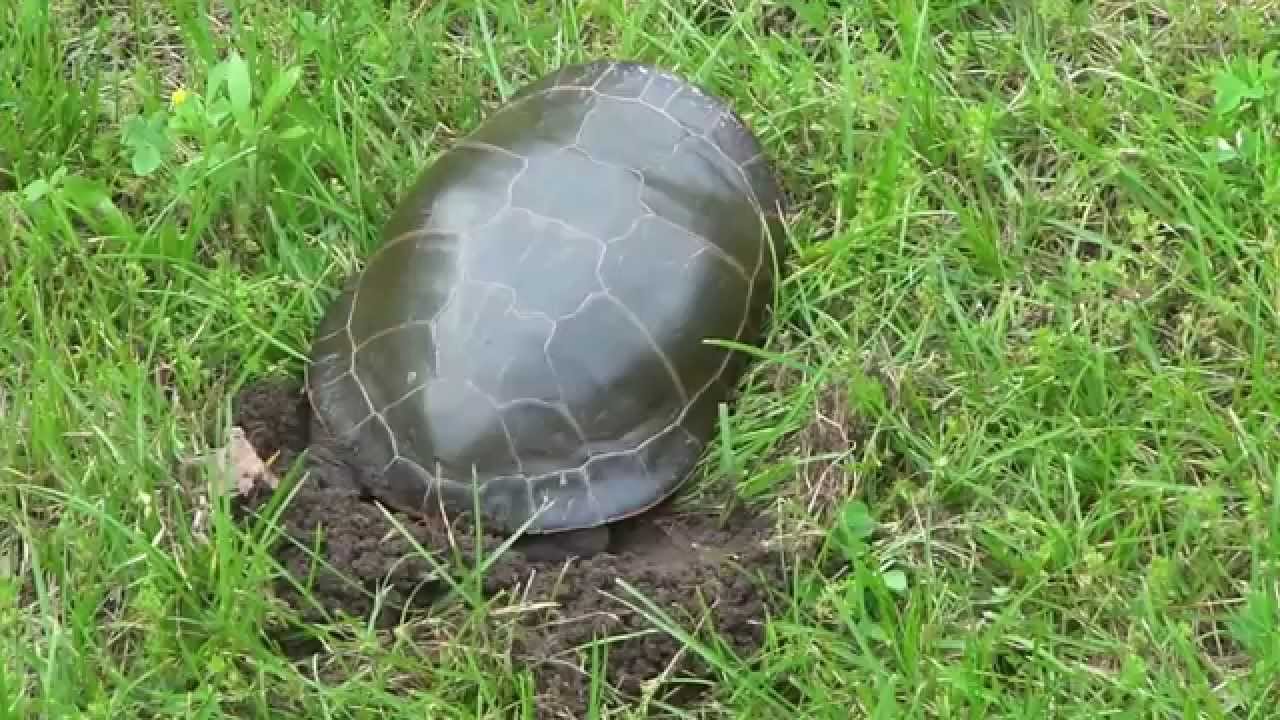 Eastern painted turtle laying eggs in our backyard