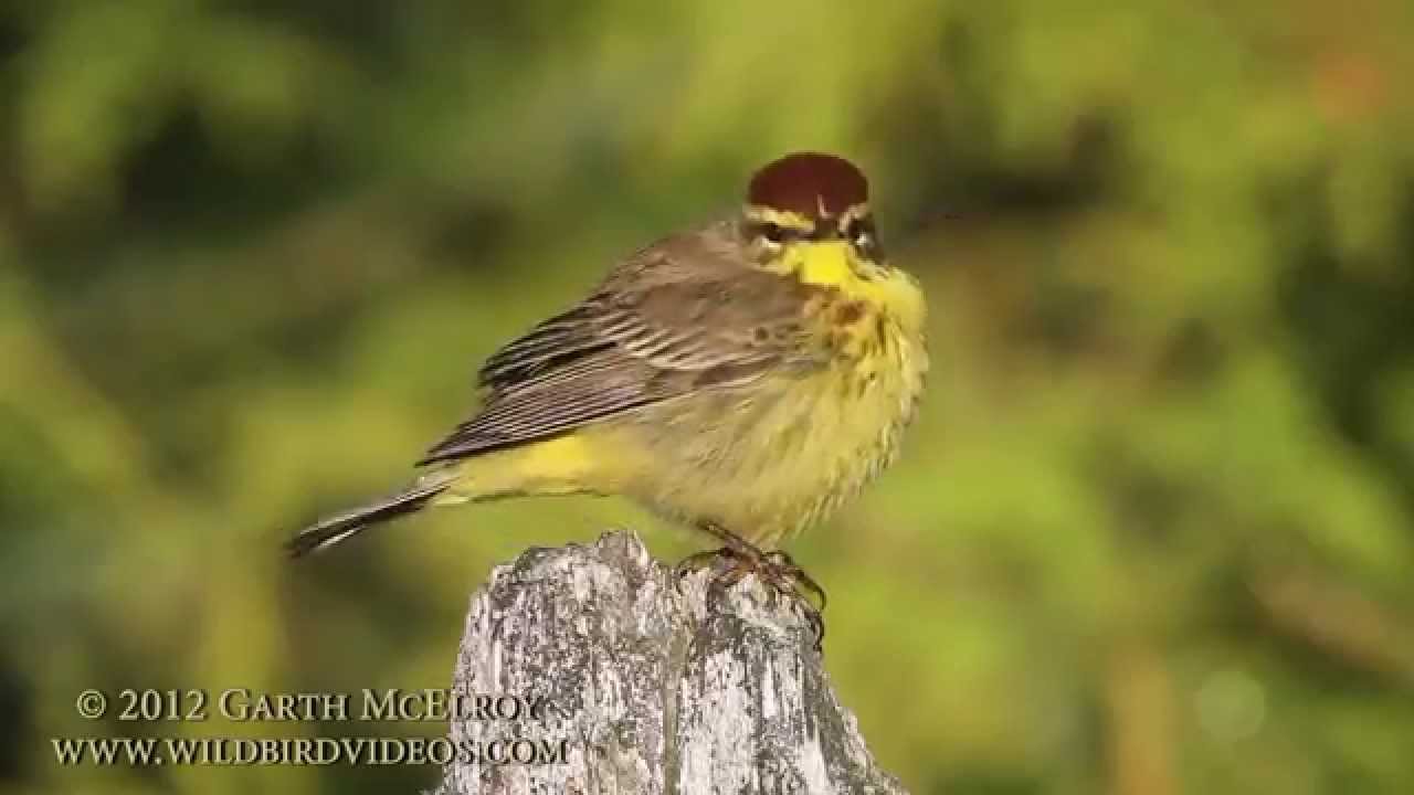 Palm Warbler in Maine (Yellow, Eastern)