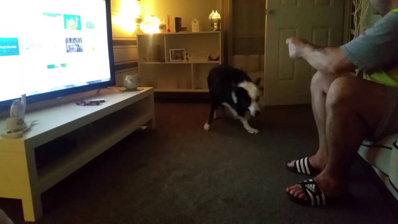 Jasper border collie chasing light