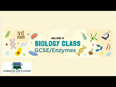 Biology GCSE Enzymes