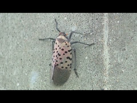 Traps for spotted lanternflies