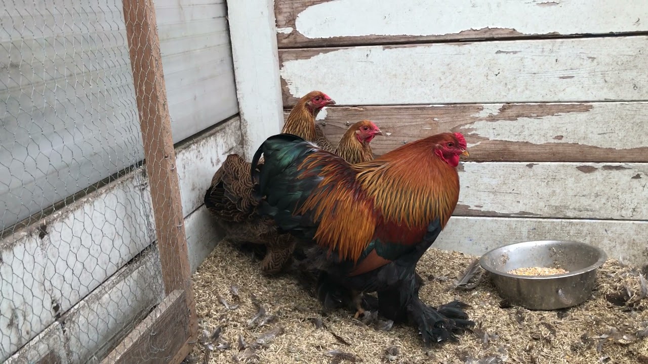 New Brahma bantam rooster