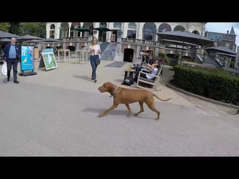vizsla off lead cycling at busy park --ultimate distraction testing