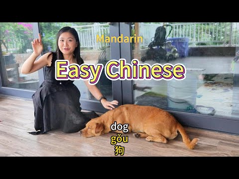 learn basic chinese to talk in 1 minute(Mandarin pronunciation) dog