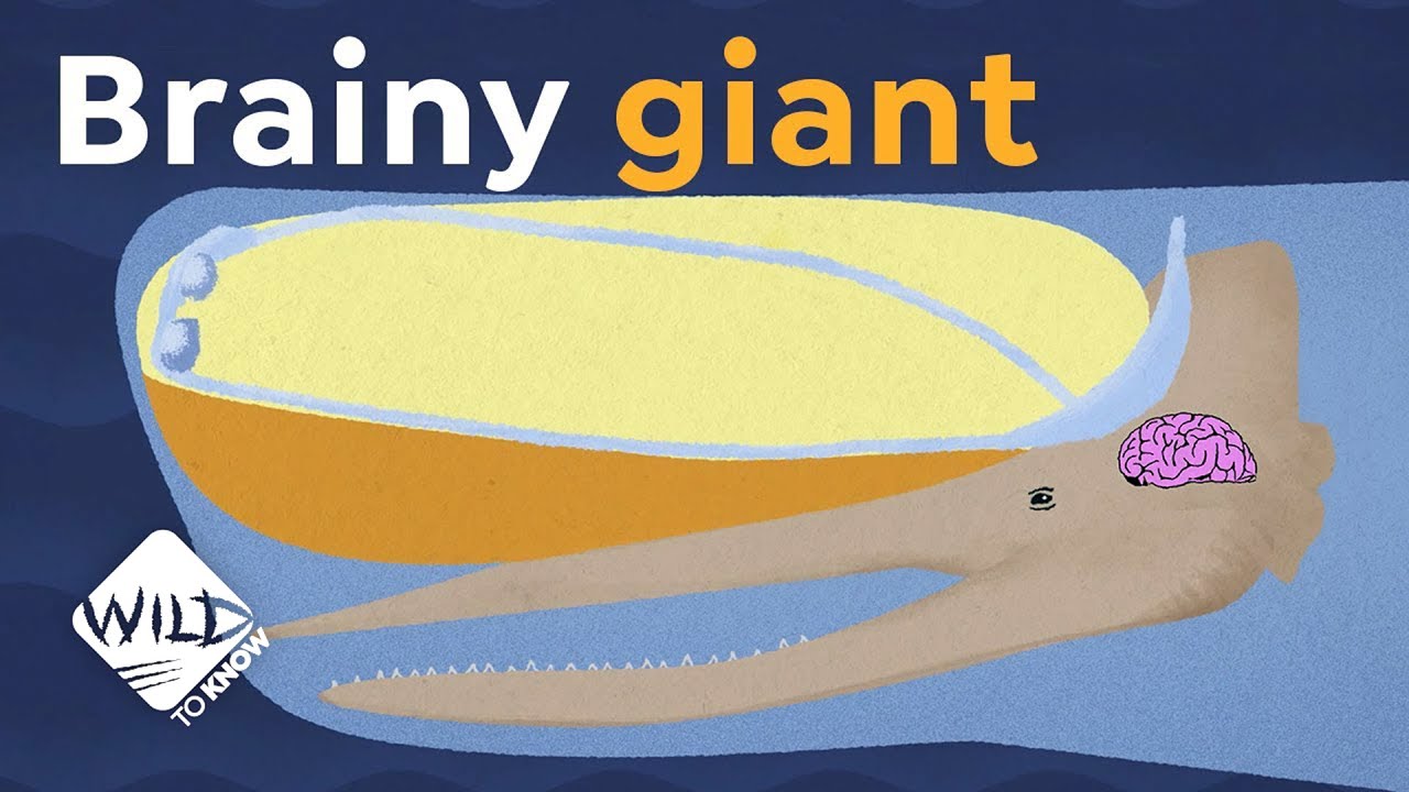 How Sperm Whales Learned to Outsmart their Hunters | Wild to Know