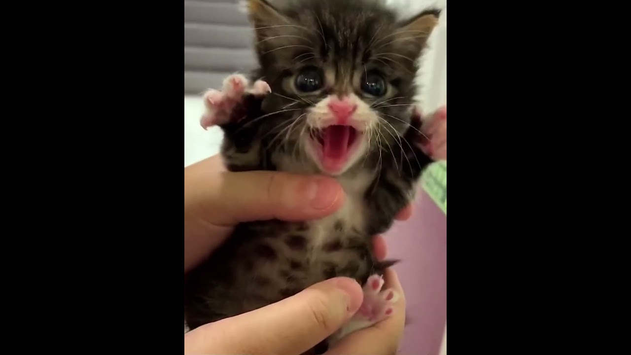 Kitten turns on attack mode #funnyvideos #pet #fypツ #funnycat #cutecat #kitten