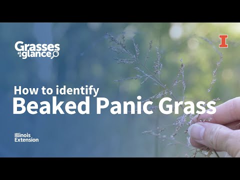 How to Identify Beaked Panic Grass - Grasses at a Glance
