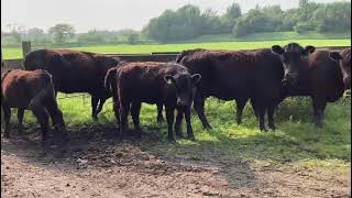 Cattle for Sale & Wanted | Border Livestock Exchange